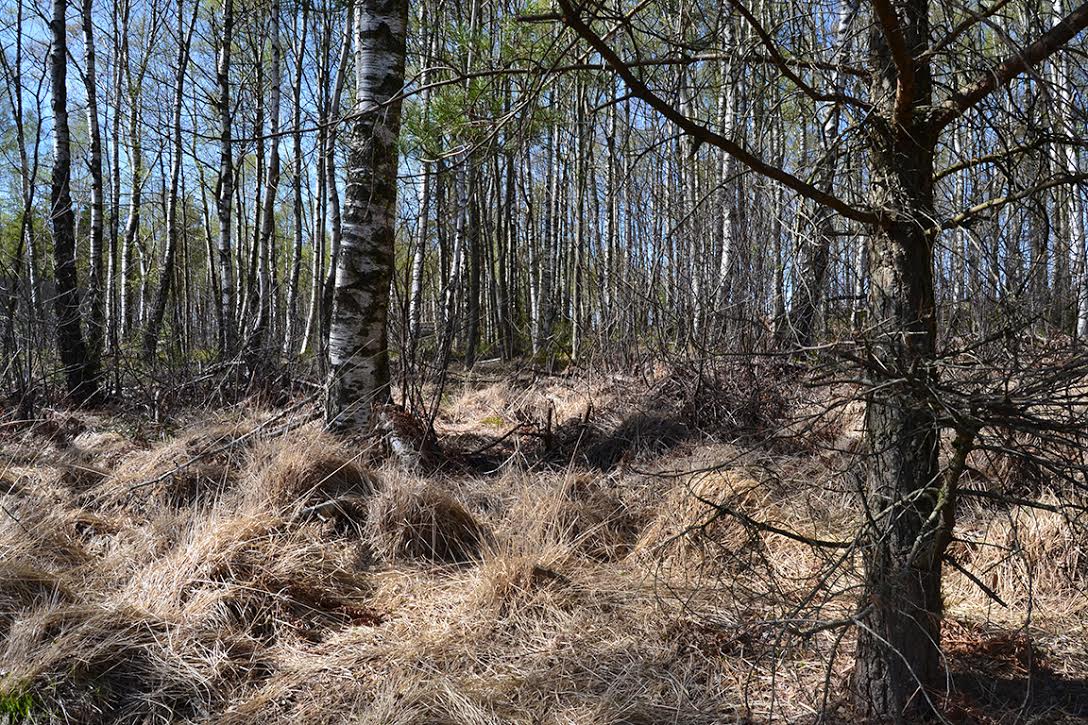 skog-runt-kasjon – Partille